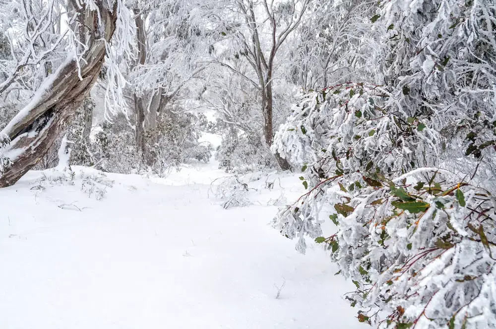 "¡Increíble! Descubre si nieva en Australia y la temperatura promedio ...